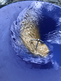 FIELD TEST - XP BATEA | XP Metal Detectors